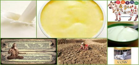 PANCHAGAVYA - Uses, Benefits & Preparation - Cow Panchgavya Based ...